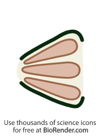 Free Pore-plasmodesma unit Icons, Symbols & Images | BioRender
