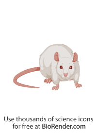 Free Rat (anterior 1) Icons, Symbols & Images | BioRender