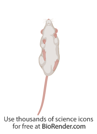 Free Mouse (supine, walking) Icons, Symbols & Images | BioRender