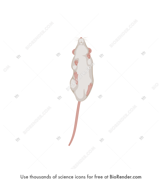 Free Mouse (supine, walking) Icons, Symbols & Images | BioRender