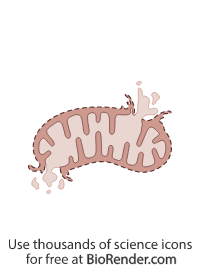 Free Centrosome (3 centrioles) Icons, Symbols & Images | BioRender