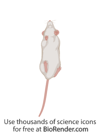 Free Mouse (supine, walking, gait issue) Icons, Symbols & Images ...