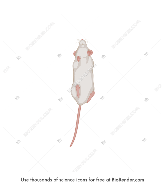 Free Mouse (supine, walking, gait issue) Icons, Symbols & Images ...