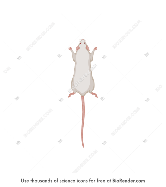 Free Rat (dorsal, straight tail) Icons, Symbols & Images | BioRender