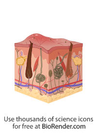 Free Adipose tissue Icons, Symbols & Images | BioRender