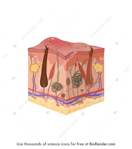 Free Skin tissue cube (burned) Icons, Symbols & Images | BioRender