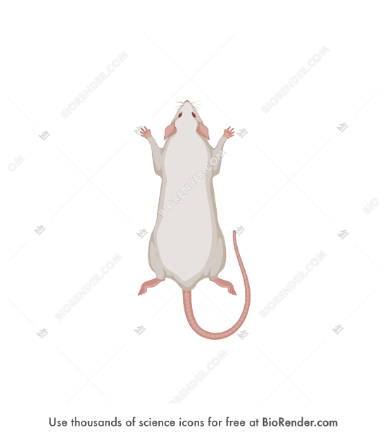 Free Rat (dorsal, curved tail) Icons, Symbols & Images | BioRender