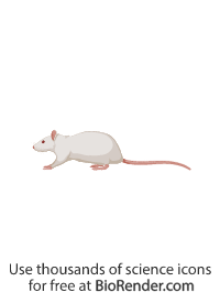 Free Rat (lateral) Icons, Symbols & Images | BioRender