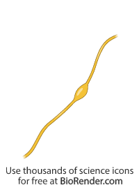 Free Nodose ganglion (mouse) Icons, Symbols & Images | BioRender