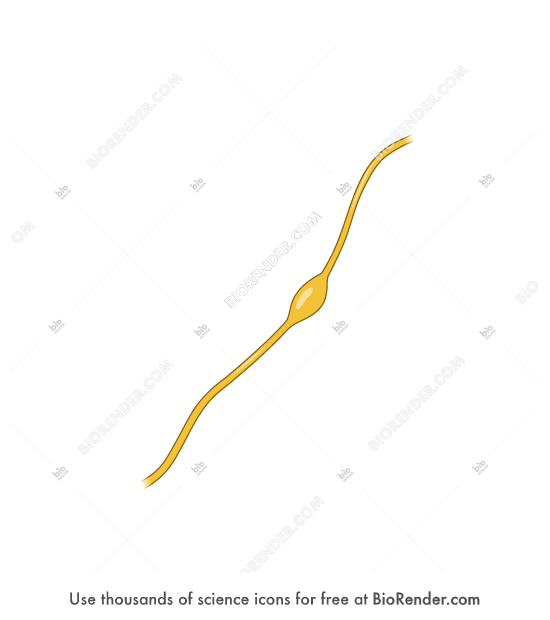 Free Nodose ganglion (mouse) Icons, Symbols & Images | BioRender