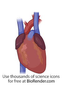 Free Mouse heart (supine) Icons, Symbols & Images | BioRender