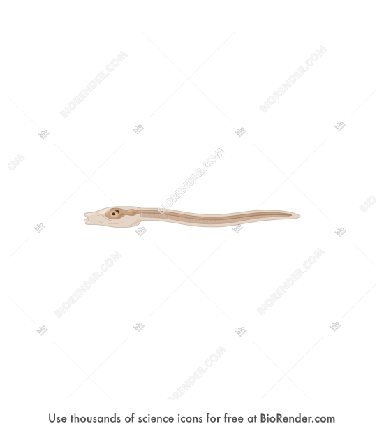 Free Ciona intestinalis (larva) Icons, Symbols & Images | BioRender