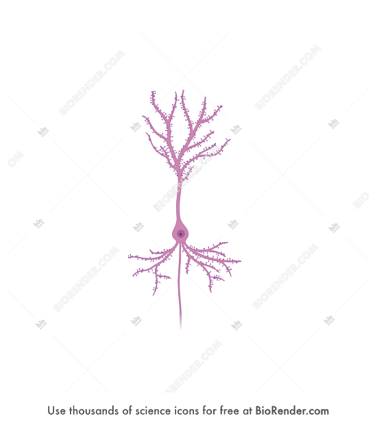Free Pyramidal neuron (hippocampal, dendritic spines, med) Icons ...