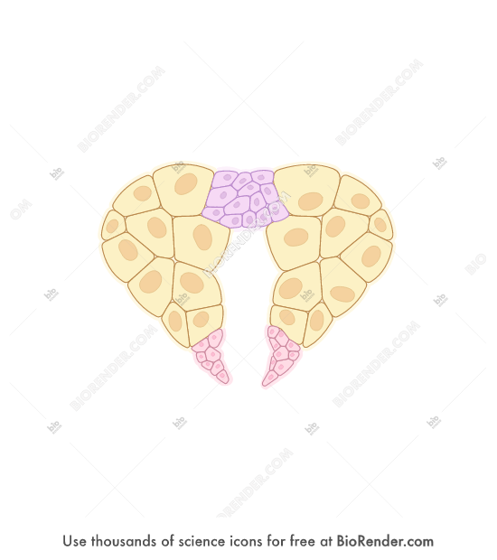 Free Ring gland (drosophila larvae) Icons, Symbols & Images | BioRender