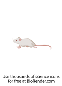 Free Mouse (lateral, unilateral paralysis of hind leg) Icons, Symbols ...