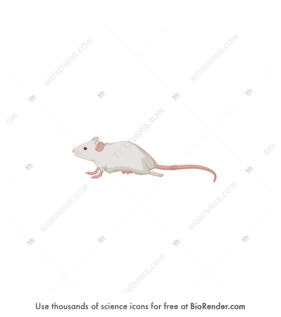 Free Mouse (lateral, unilateral paralysis of hind leg) Icons, Symbols ...