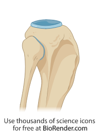 Free Tibia and fibula Icons, Symbols & Images | BioRender