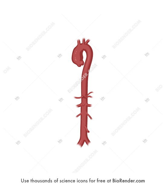 Free Aorta (with aneurysm of the ascending aorta) Icons, Symbols ...