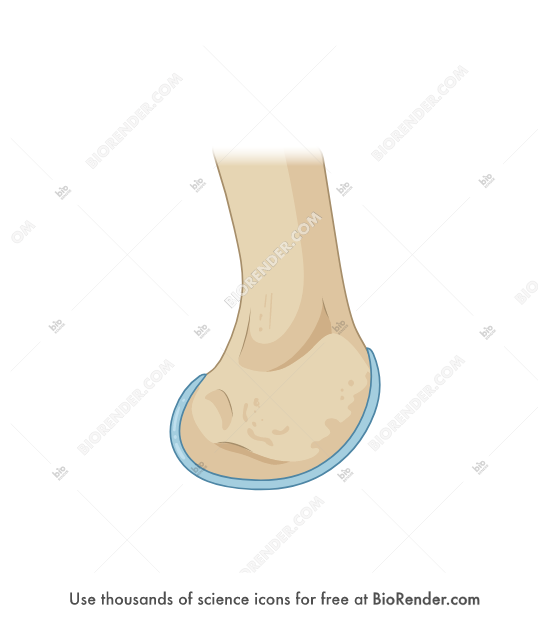 Free Femur (lateral, distal end) Icons, Symbols & Images | BioRender