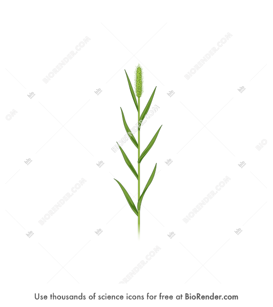 Free Setaria viridis Icons, Symbols & Images | BioRender