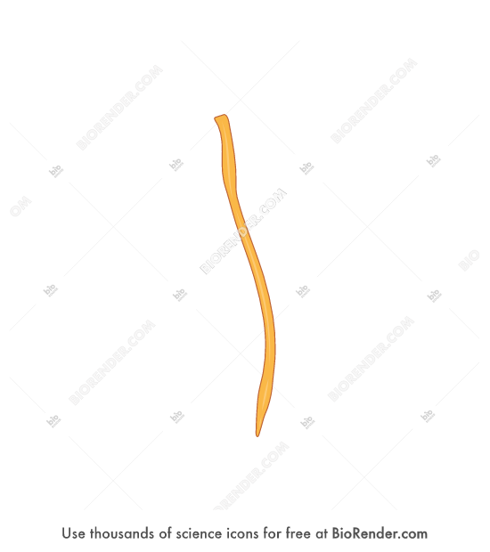 Free Spinal cord (lateral, no nerves) Icons, Symbols & Images | BioRender