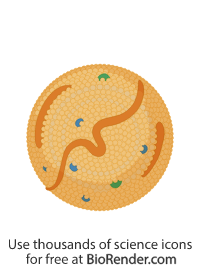 Free Lipoprotein (chylomicron) Icons, Symbols & Images | BioRender