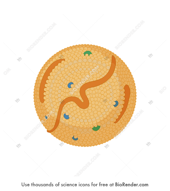 Free Lipoprotein (chylomicron) Icons, Symbols & Images | BioRender