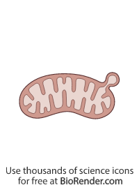 Free Mitochondrion (2D, with double membrane-derived vesicle) Icons ...