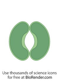 Free Primary cell wall Icons, Symbols & Images | BioRender