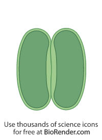 Free Guard cell (closed, empty) Icons, Symbols & Images | BioRender