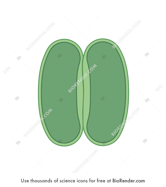 Free Guard cell (closed, empty) Icons, Symbols & Images | BioRender
