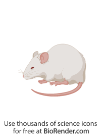 Free Mouse (torpor) Icons, Symbols & Images | BioRender