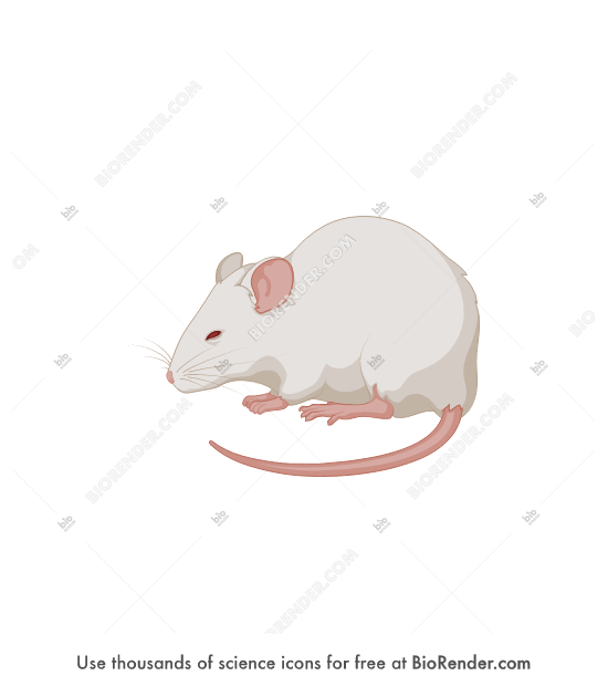 Free Mouse (torpor) Icons, Symbols & Images | BioRender