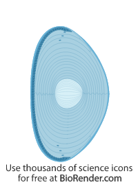 Free Eye (lens) Icons, Symbols & Images | BioRender