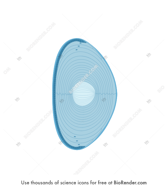 Free Eye (lens) Icons, Symbols & Images | BioRender