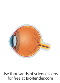 Free Eye (sagittal, looking at far object) Icons, Symbols & Images ...