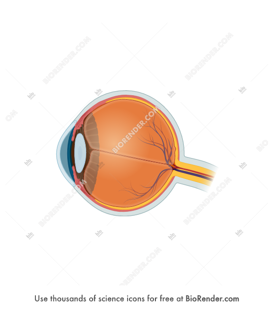 Free Eye (sagittal, looking at far object) Icons, Symbols & Images ...
