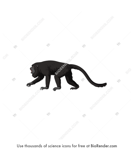 Free Yucatan black howler (Alouatta pigra) Icons, Symbols & Images ...