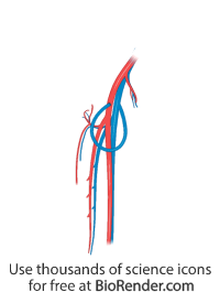Free Vasculature (thigh, AVL) Icons, Symbols & Images | BioRender