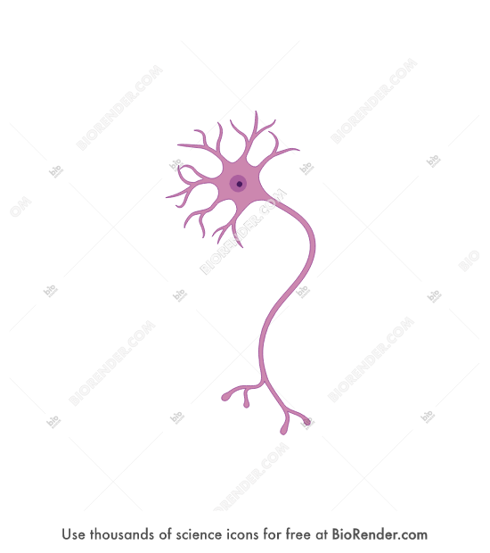 Free Multipolar neuron (motor, curved) 3 Icons, Symbols & Images ...