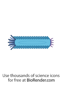 Free M13 bacteriophage Icons, Symbols & Images | BioRender
