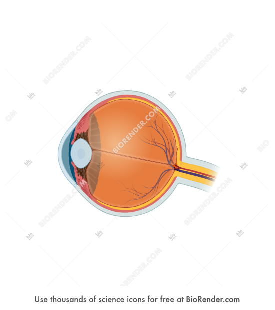 Free Eye (sagittal, looking at near object) Icons, Symbols & Images ...
