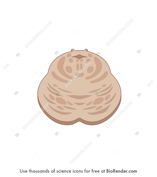 Free Brainstem (rostral pons) Icons, Symbols & Images | BioRender Free Brainstem (rostral pons) Icons, Symbols & Images | BioRender