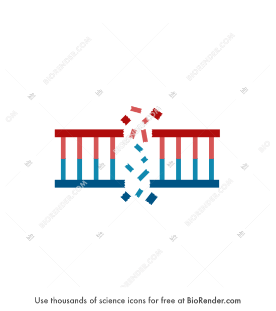 Free DNA (unwound, double-stranded break) Icons, Symbols & Images ...