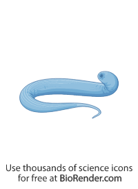 Free Pristionchus pacificus (eurystomatous) Icons, Symbols & Images ...