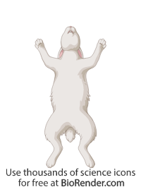 Free Rabbit (supine) Icons, Symbols & Images | BioRender
