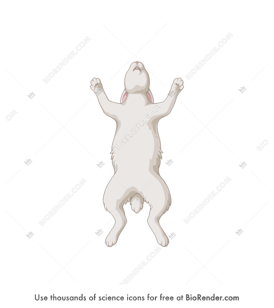 Free Rabbit (supine) Icons, Symbols & Images | BioRender