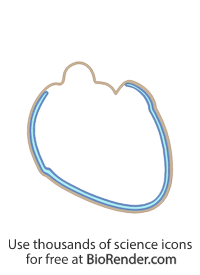 Free Heart pericardium (cross-section) Icons, Symbols & Images | BioRender