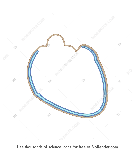 Free Heart pericardium (cross-section) Icons, Symbols & Images | BioRender