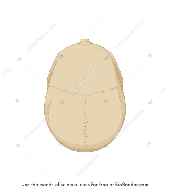 Free Skull (superior view) Icons, Symbols & Images | BioRender